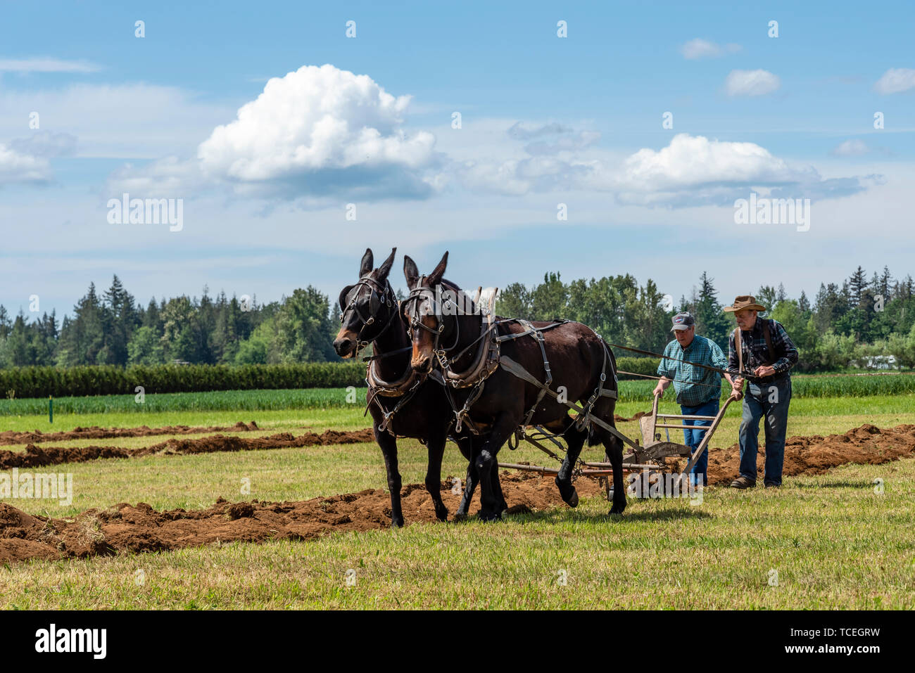 Mule plough hi-res stock photography and images - Alamy