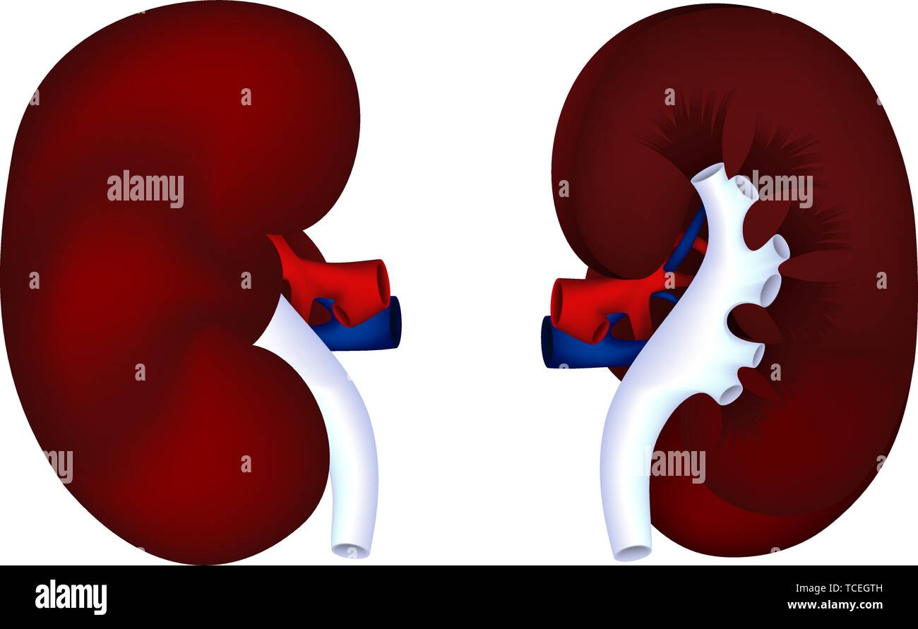 Human Kidney High Resolution Stock Photography and Images - Alamy