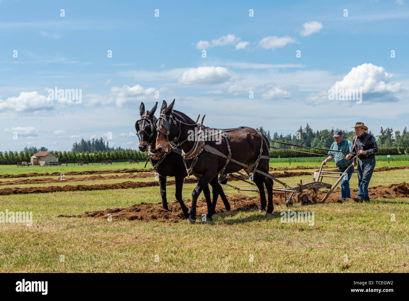 A team of mules plowing a furrow. 2019 International Plowing Match ...