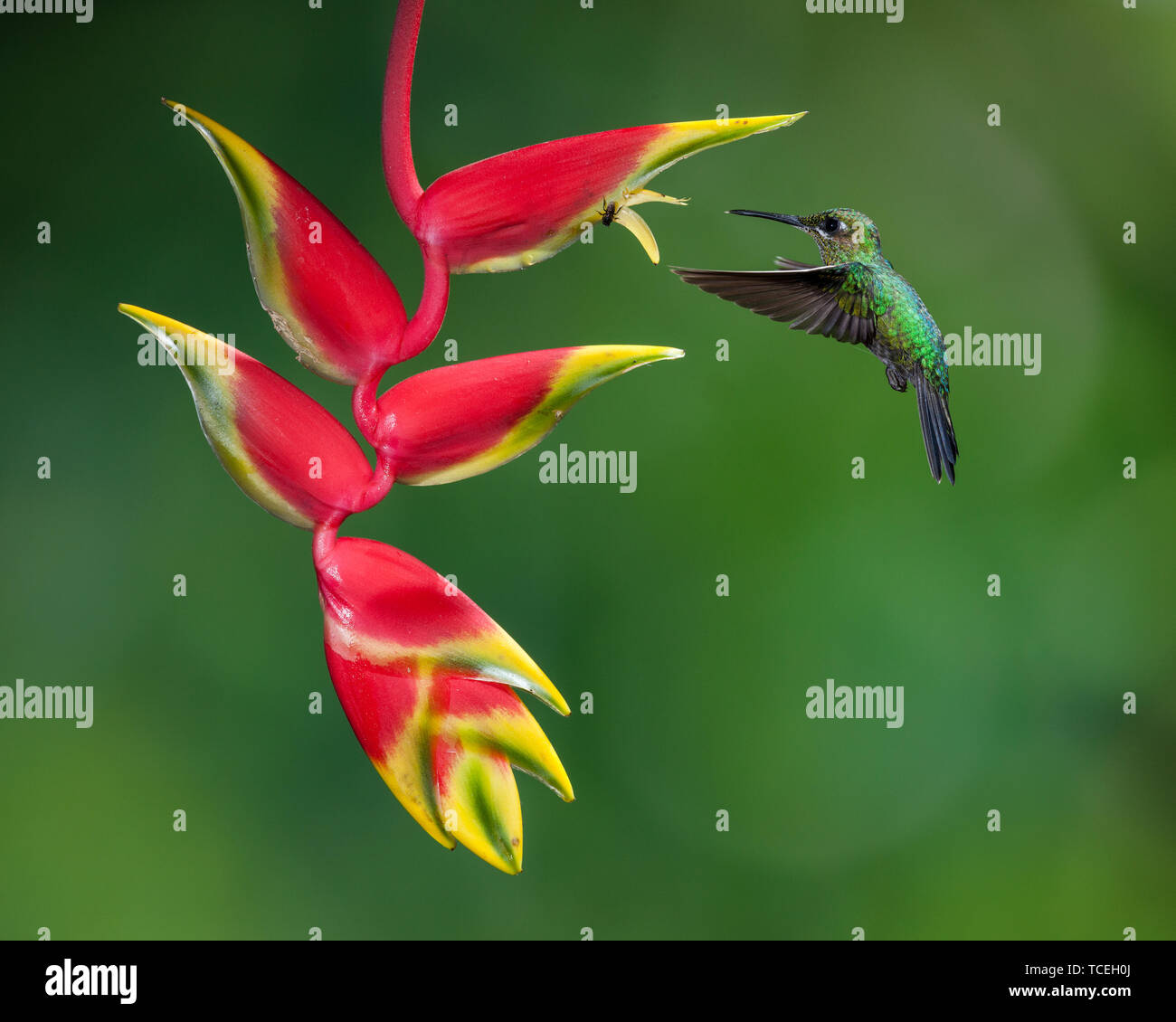 Heliconia hi-res stock photography and images - Alamy