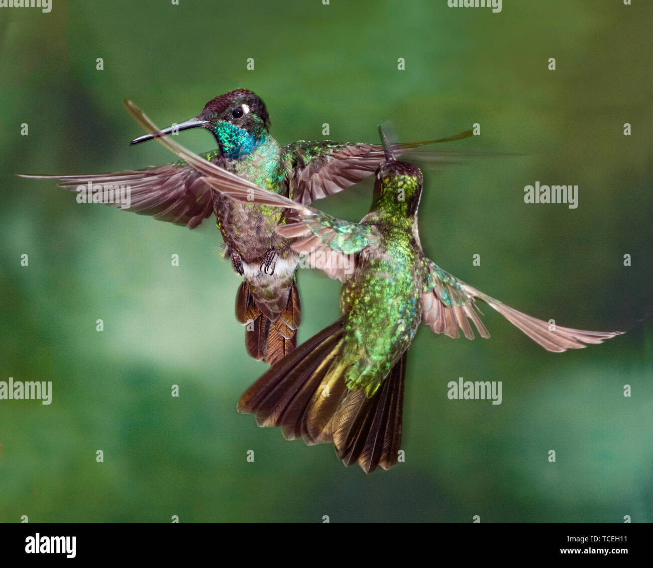 Two male Magnificent Hummingbirds, Eugenes fulgens, face off in a ...