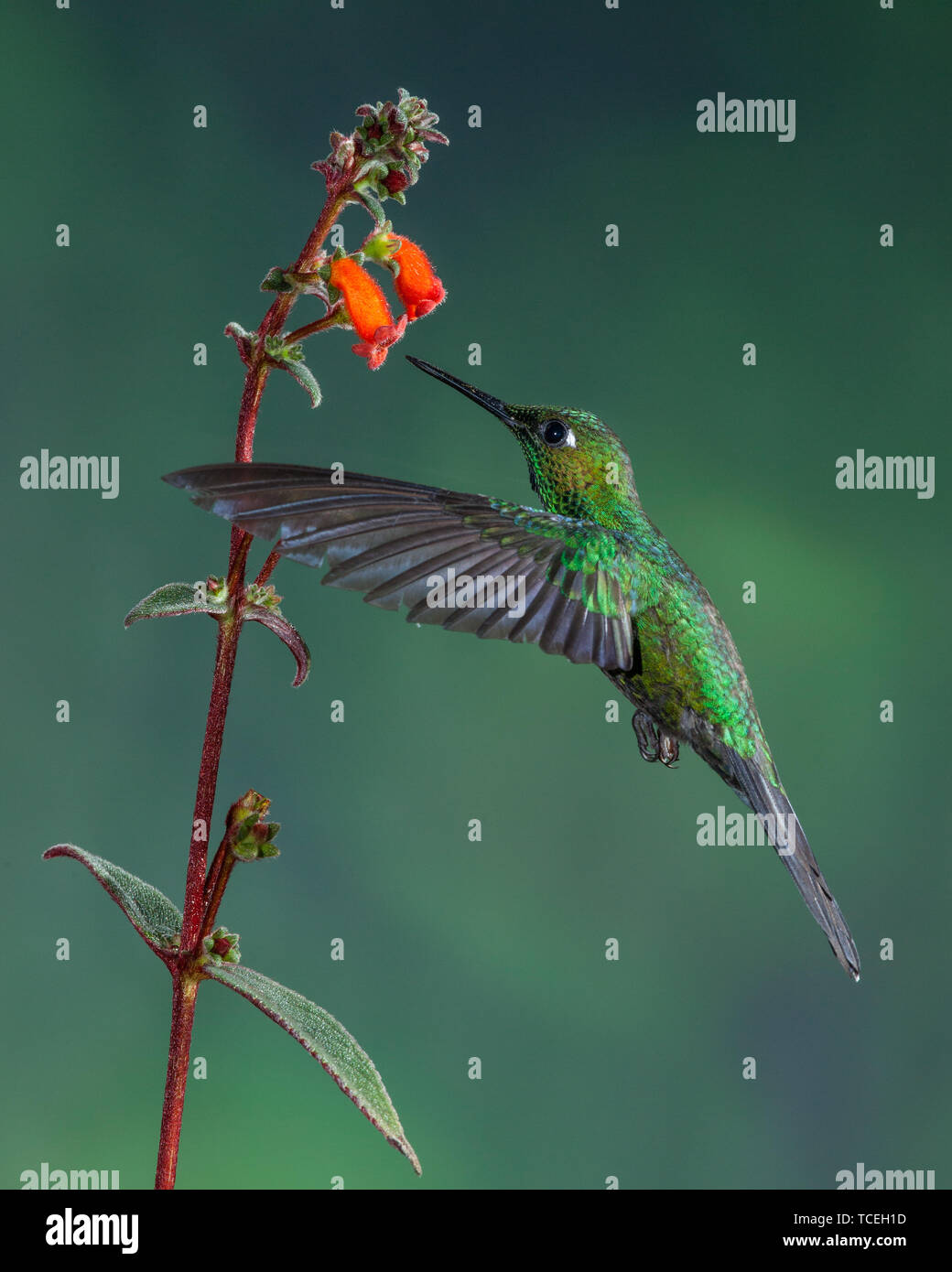Green crowned brilliant hummingbird hi-res stock photography and images ...
