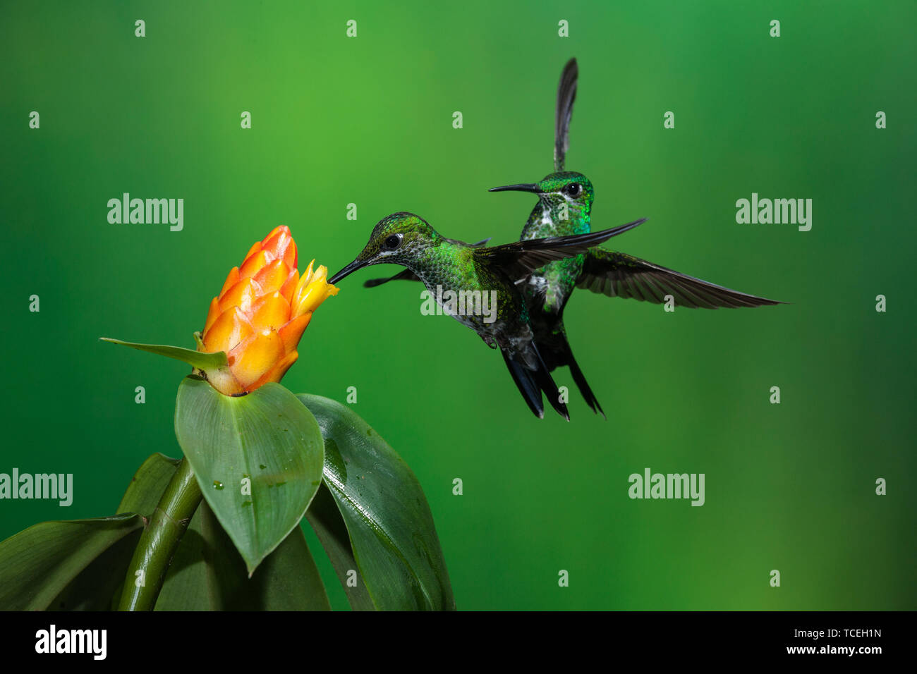 Two Green-crowned Brilliant Hummingbirds compete for the same feeding ...