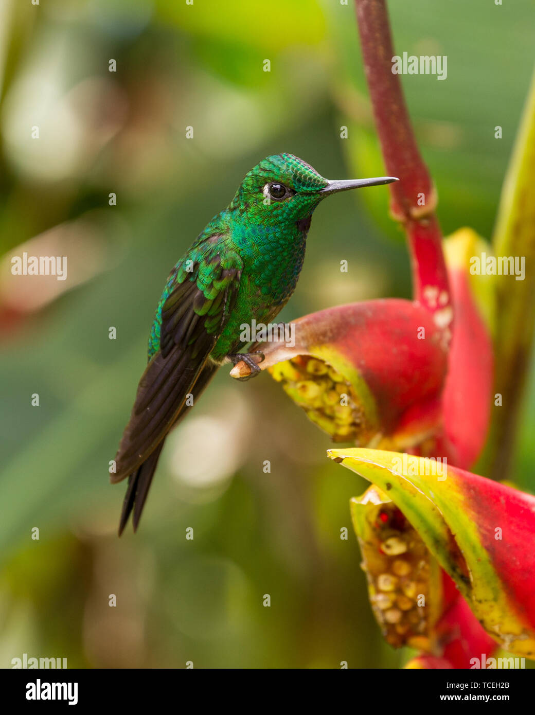 A Green-crowned Brilliant Hummingbird, Heliodoxa jacula, perches on a ...