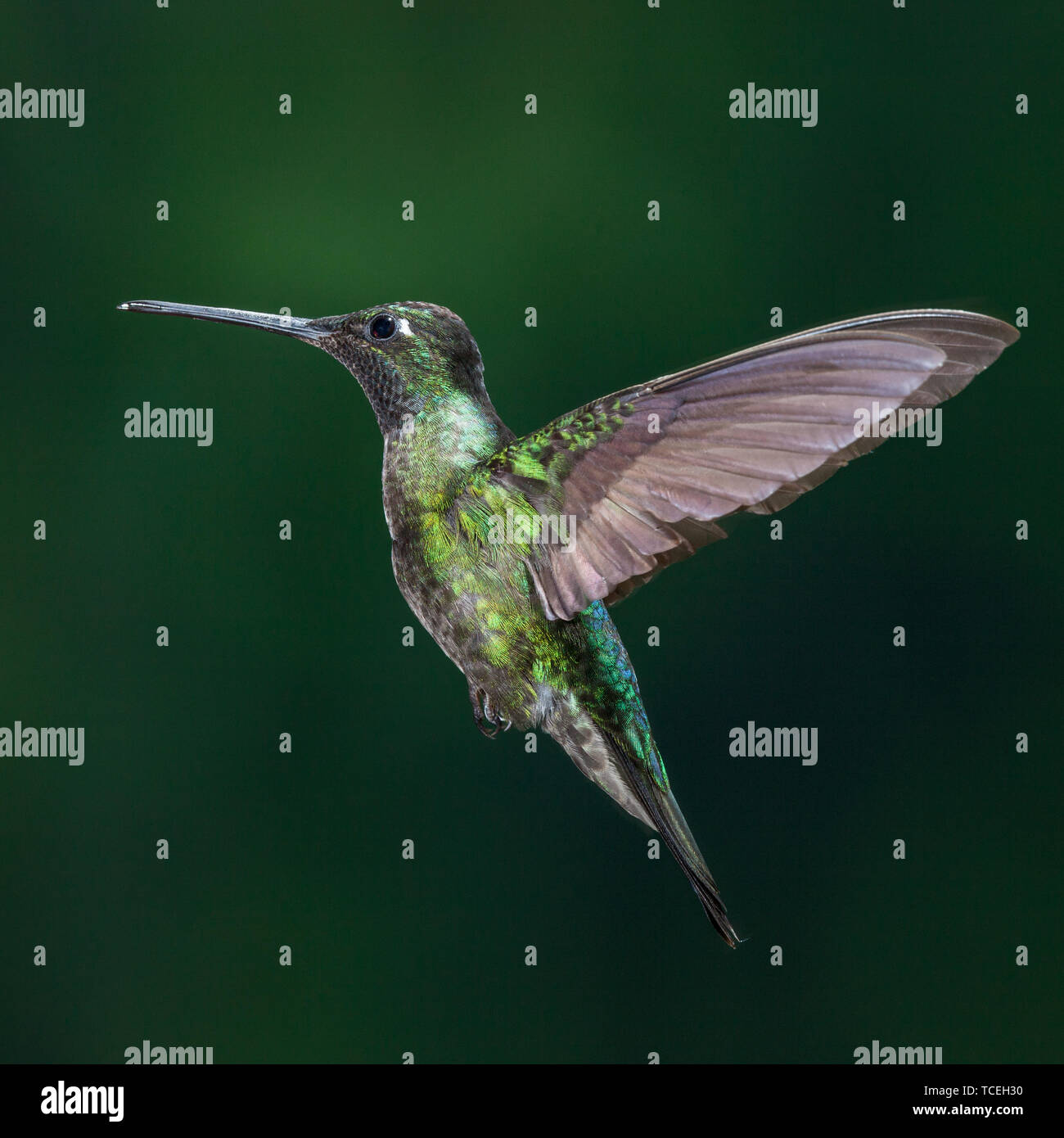 A male Magnificent Hummingbird, Eugenes fulgens, photographed in flight ...