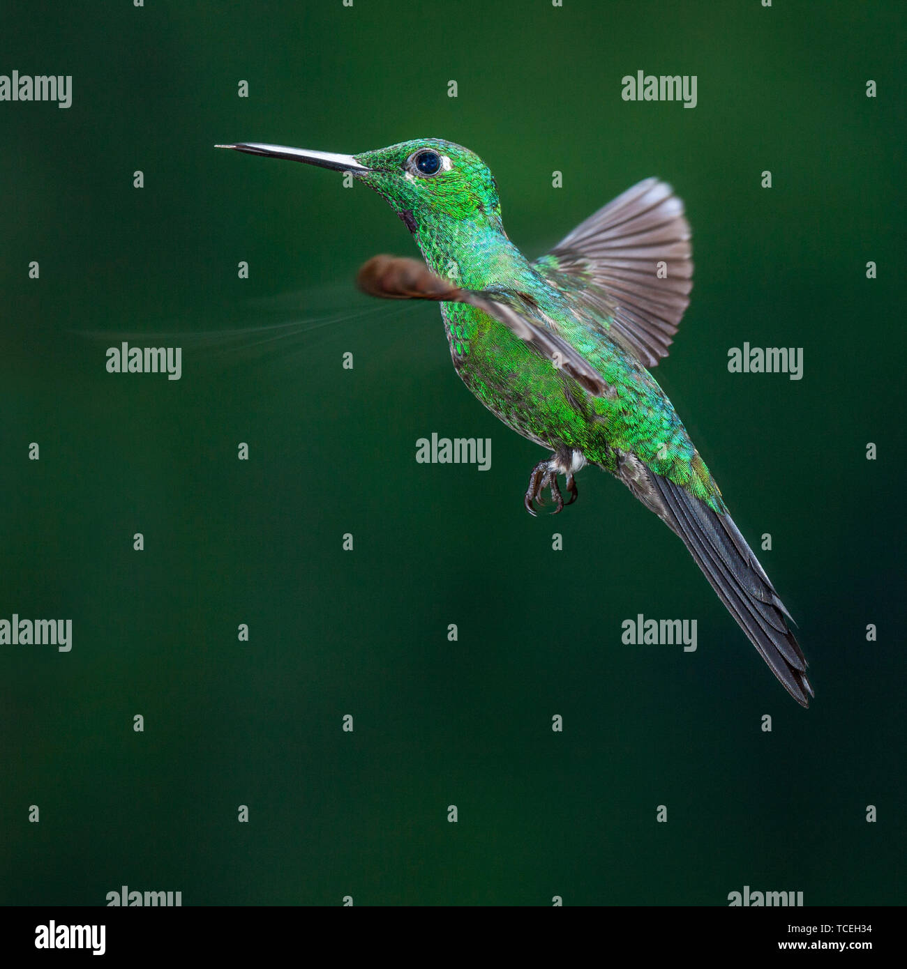 Green Crowned Brilliant Hummingbird Stock Photos & Green Crowned ...