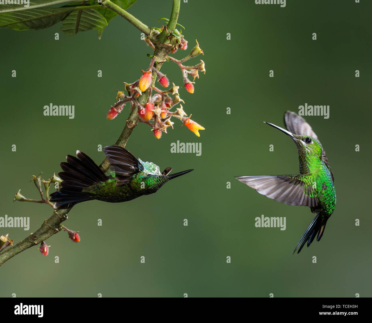 Green crowned brilliant hummingbird hi-res stock photography and images ...
