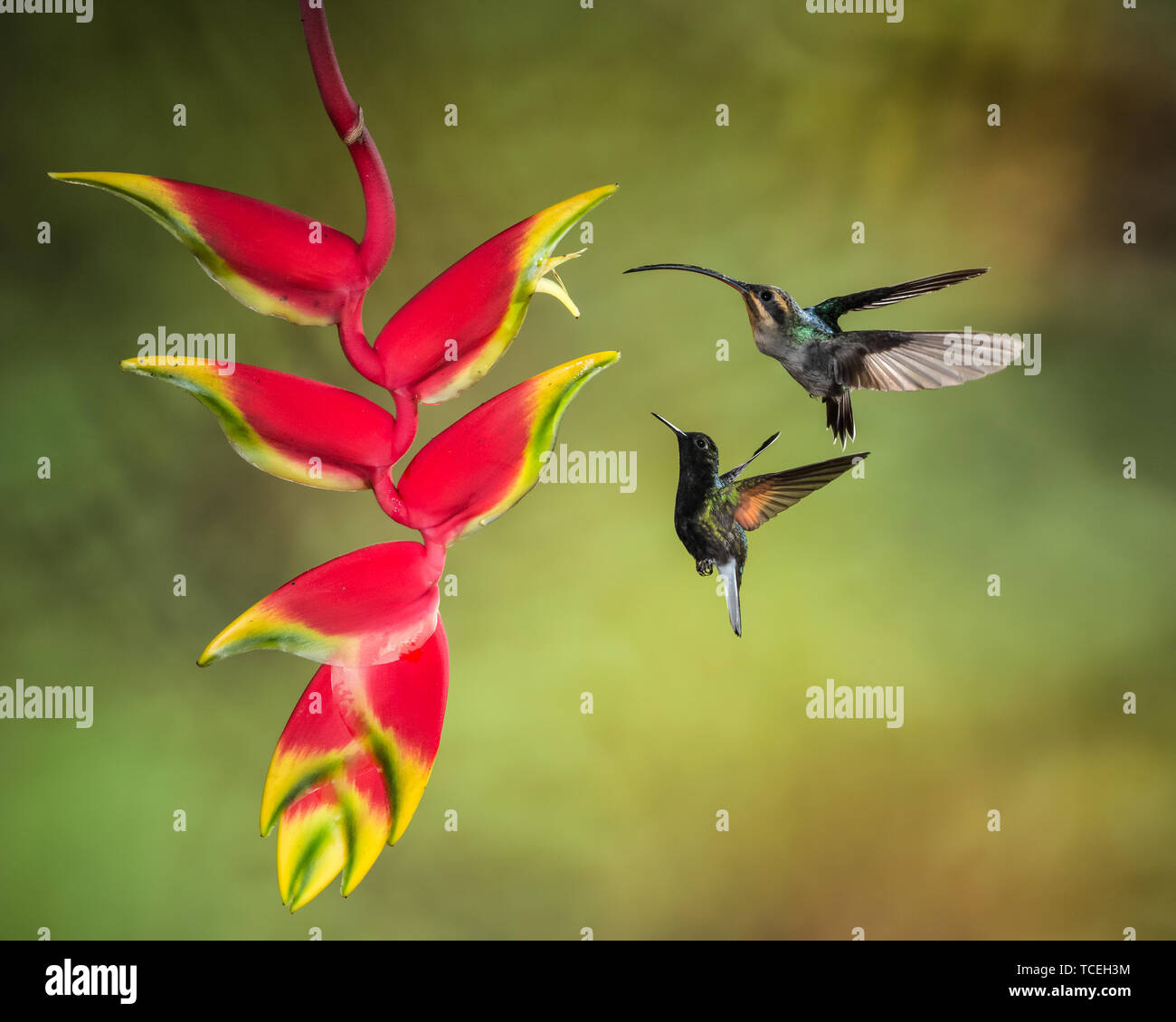 A Green Hermit Hummingbird - Phaethornis guy - and a Black-bellied ...
