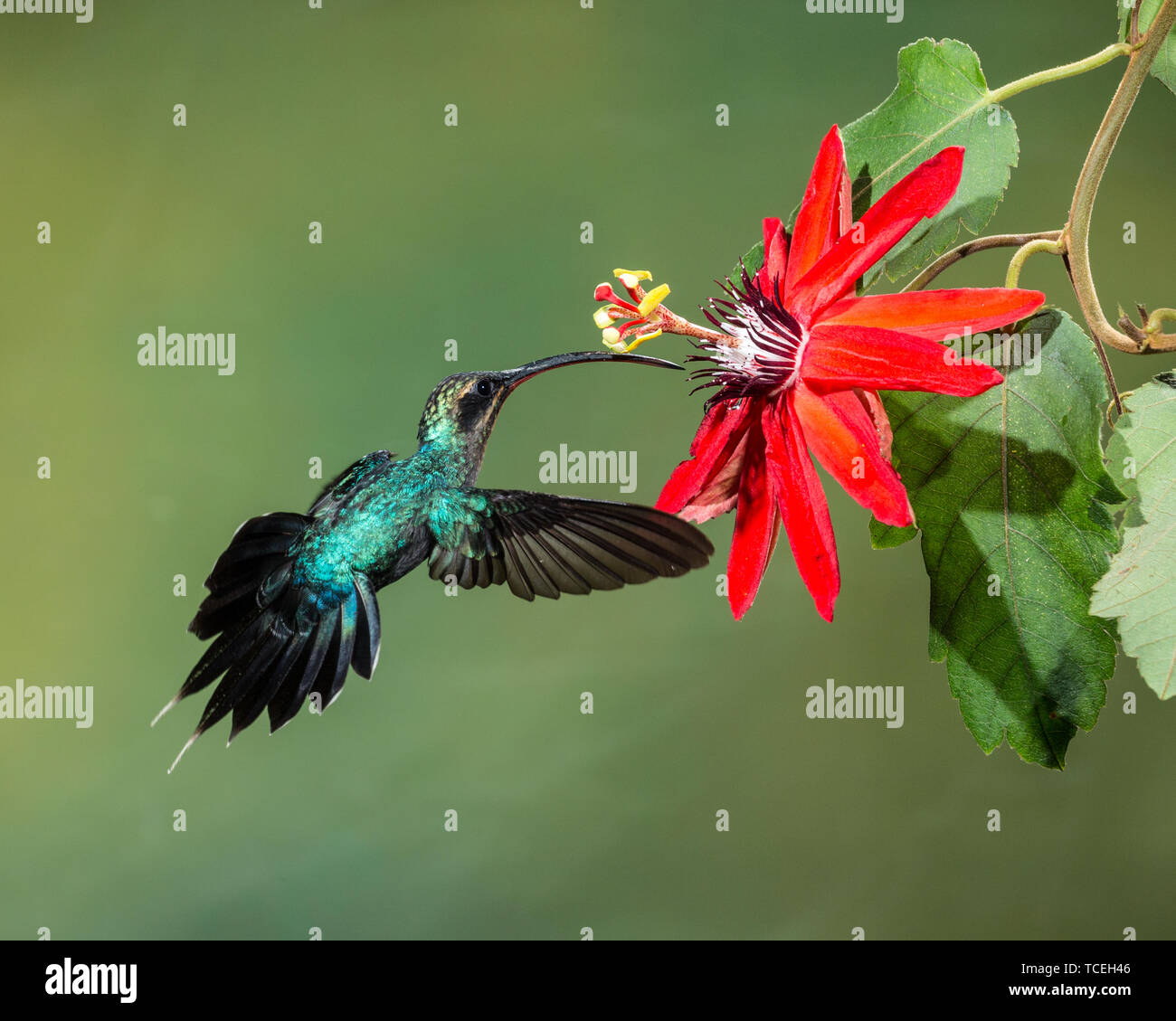 A Green Hermit Hummingbird - Phaethornis guy - feeding on the nector of ...