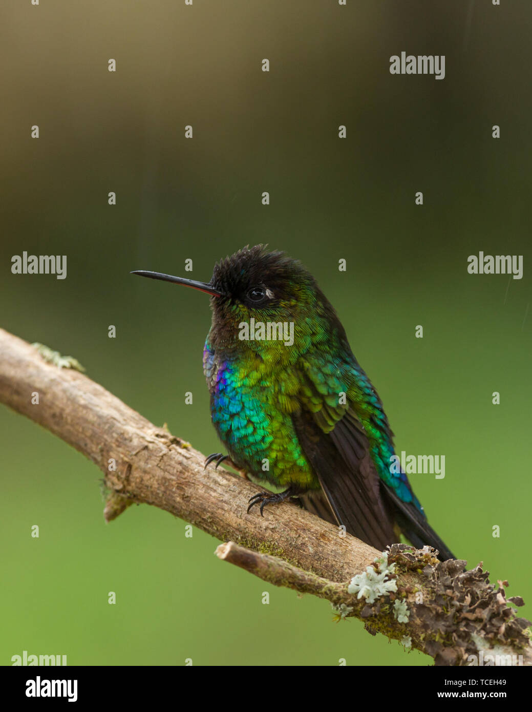 Fiery-throated Hummingbird - Panterpe insignis - with its brilliant ...