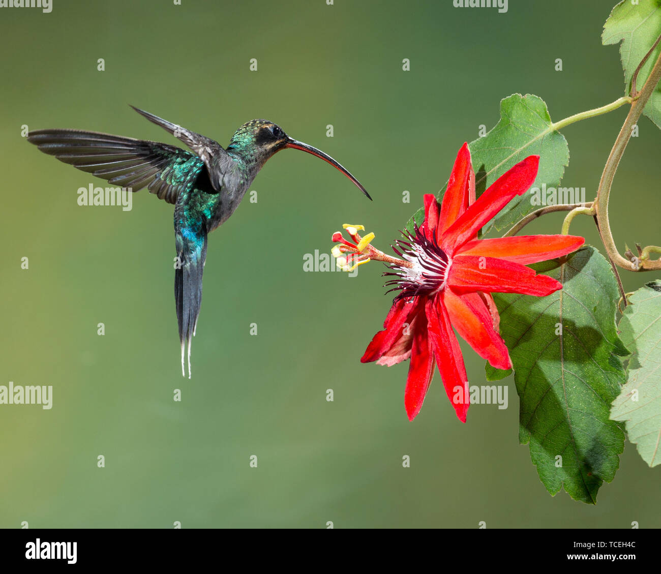 Fauna de costa rica hi-res stock photography and images - Alamy