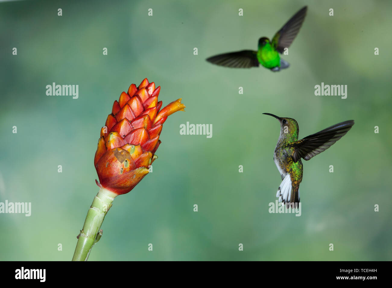 Female coppery headed emerald hummingbird elvira cupreiceps hi-res ...