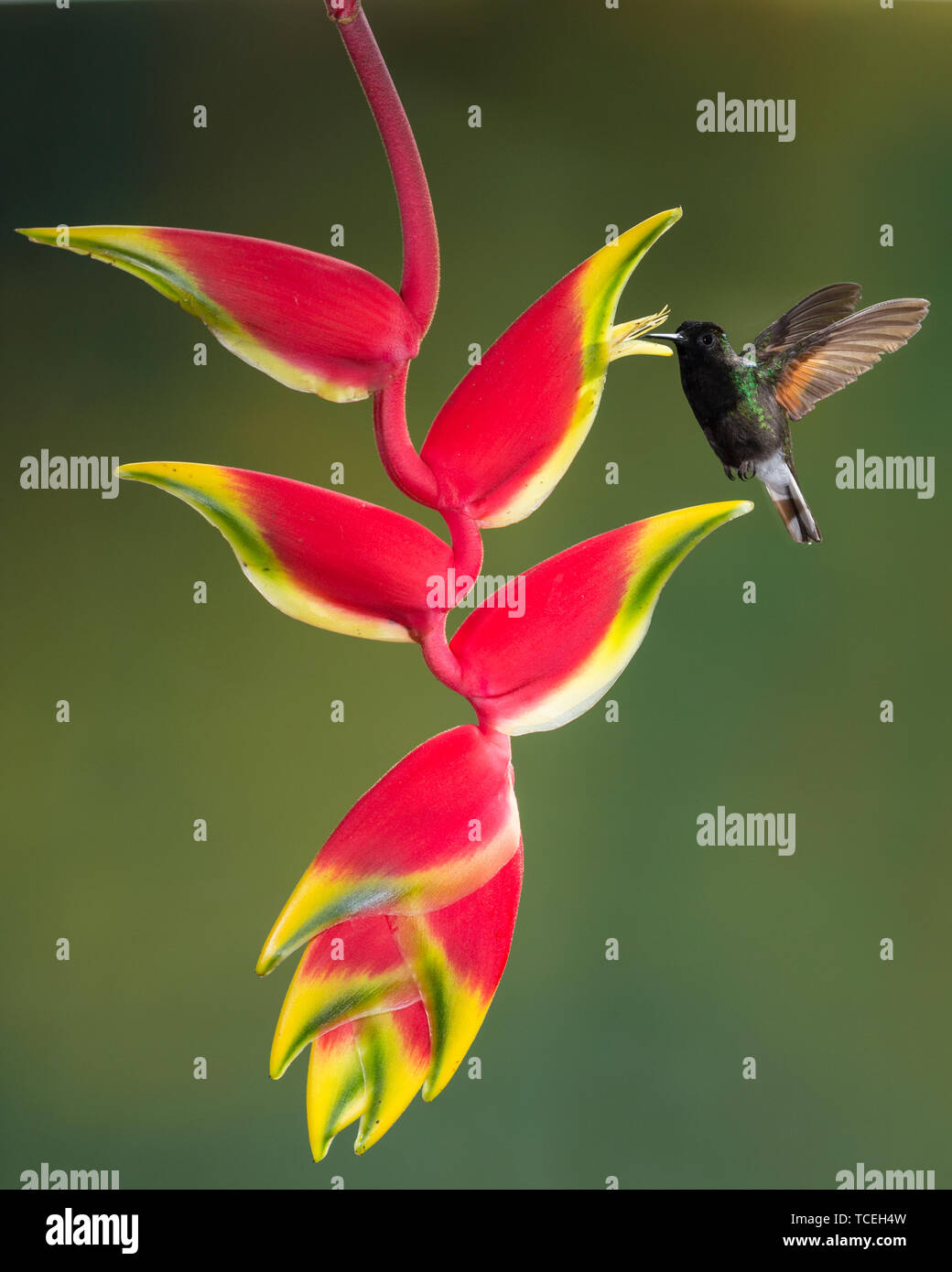 A Black-bellied Hummingbird - Euperusa nigriventris - approaches the ...