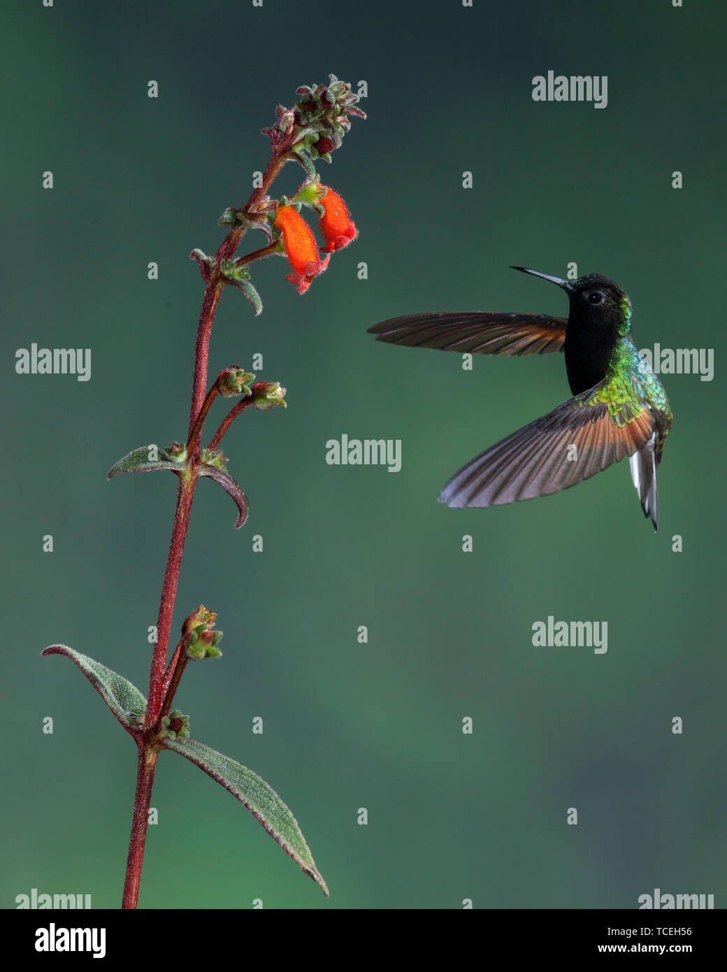 A Black-bellied Hummingbird - Euperusa nigriventris - approaches a ...