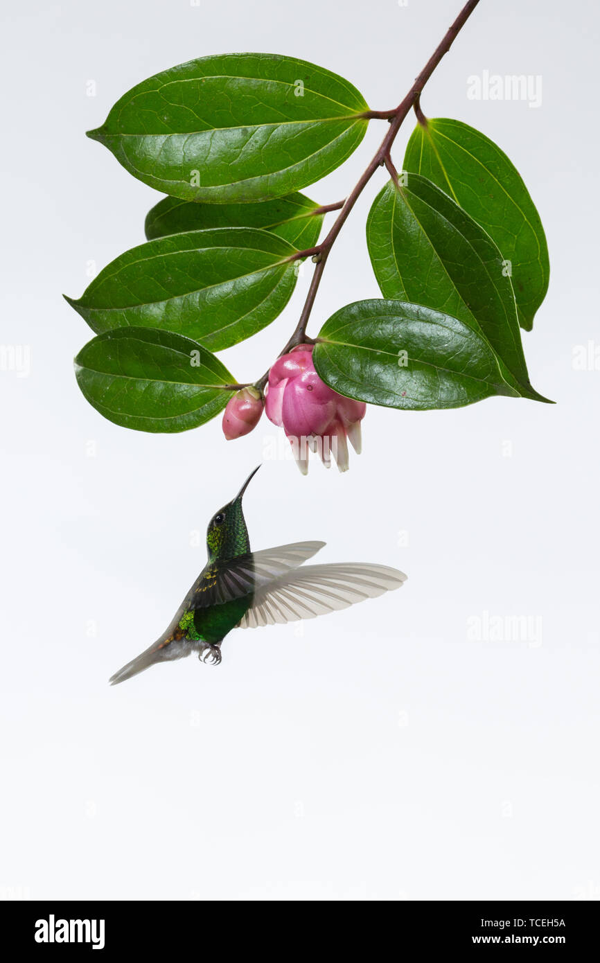 Emerald Hummingbird High Resolution Stock Photography and Images - Alamy
