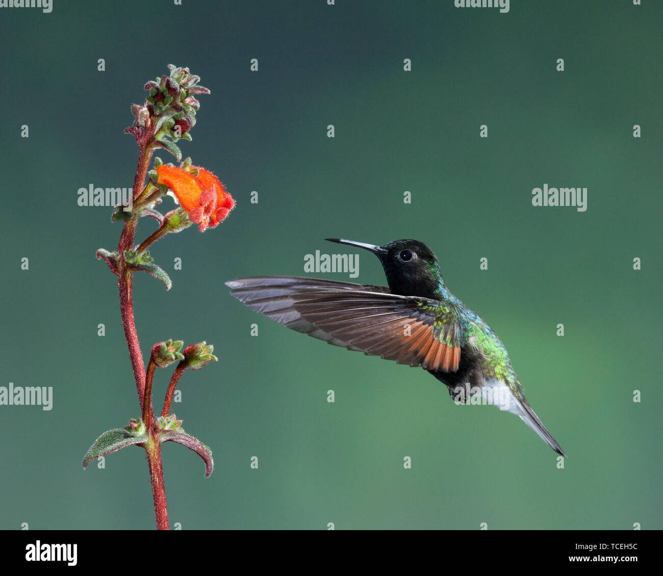 Black bellied hummingbird hi-res stock photography and images - Alamy