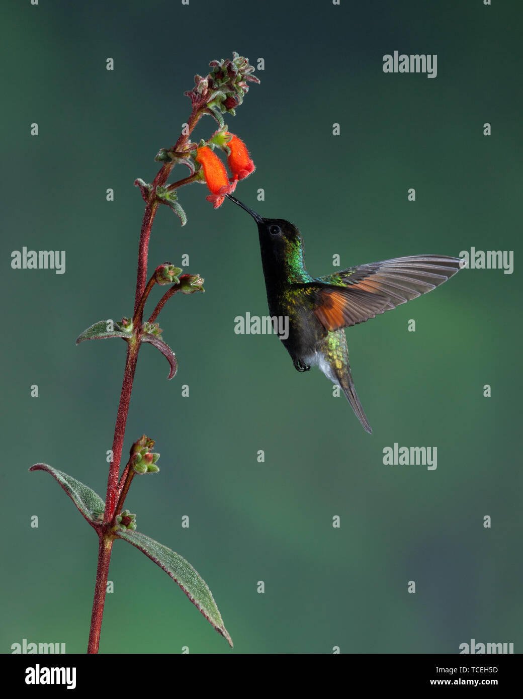 Black bellied hummingbird hi-res stock photography and images - Alamy