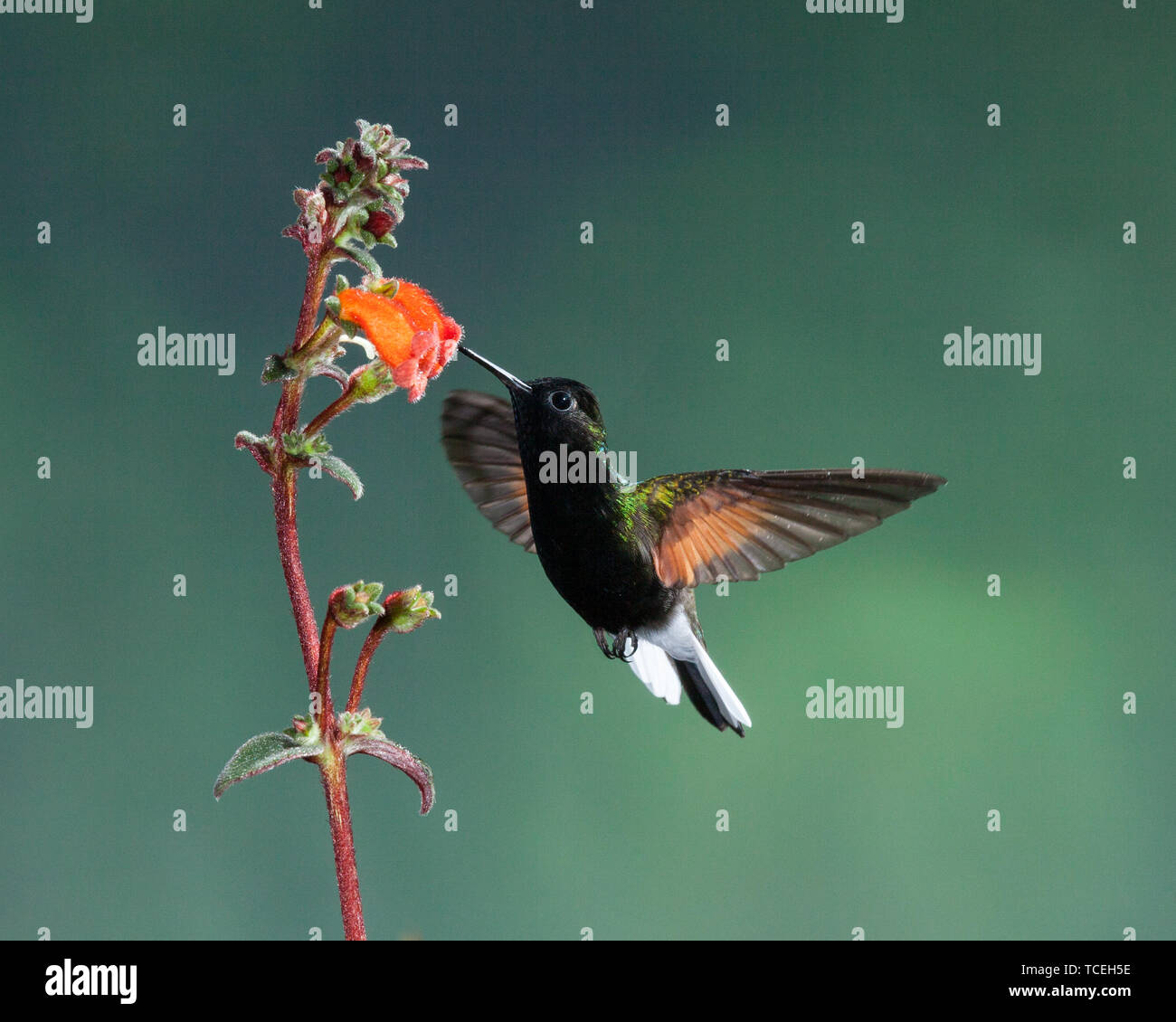 Black bellied hummingbird hi-res stock photography and images - Alamy