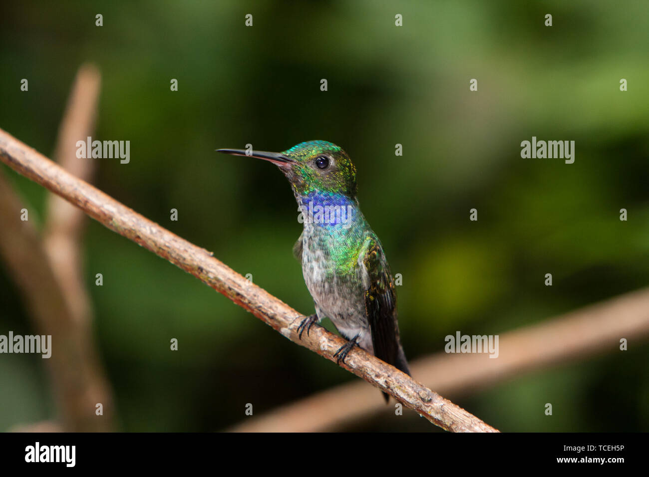 A male Blue-chested Hummingbird, Amazilia amabilis, perched on a branch ...