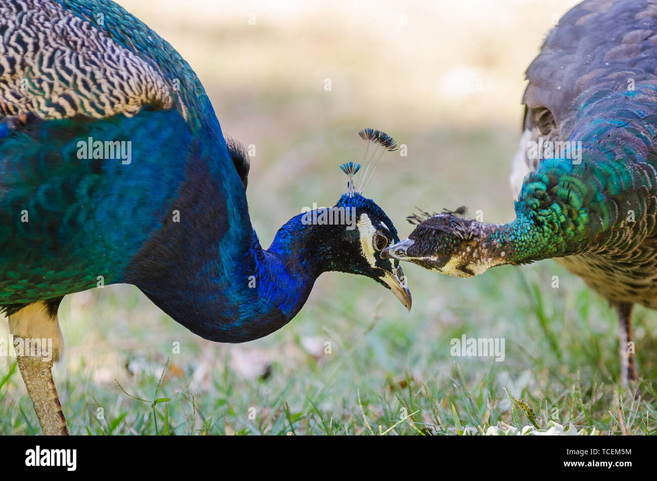 Preening Peacock High Resolution Stock Photography and Images - Alamy