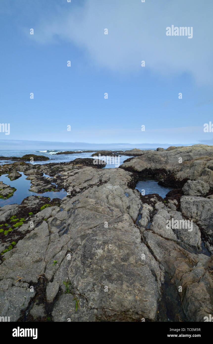 Low tide exposed rocks and marine life Stock Photo - Alamy