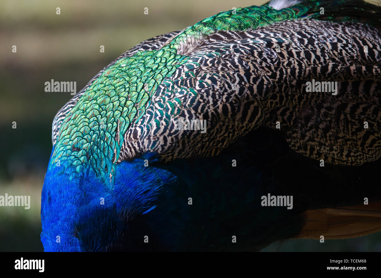 Peacock feathers close up Stock Photo - Alamy