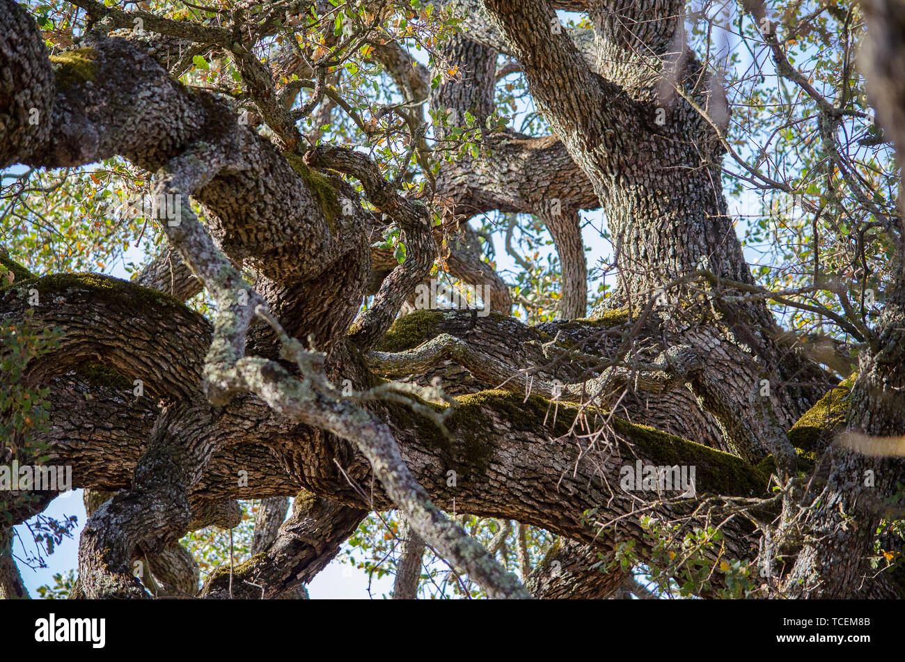 Twisting oak hi-res stock photography and images - Alamy