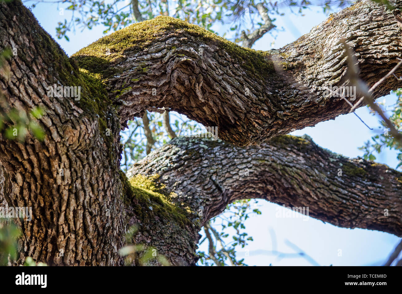Twisting oak tree branches Stock Photo - Alamy