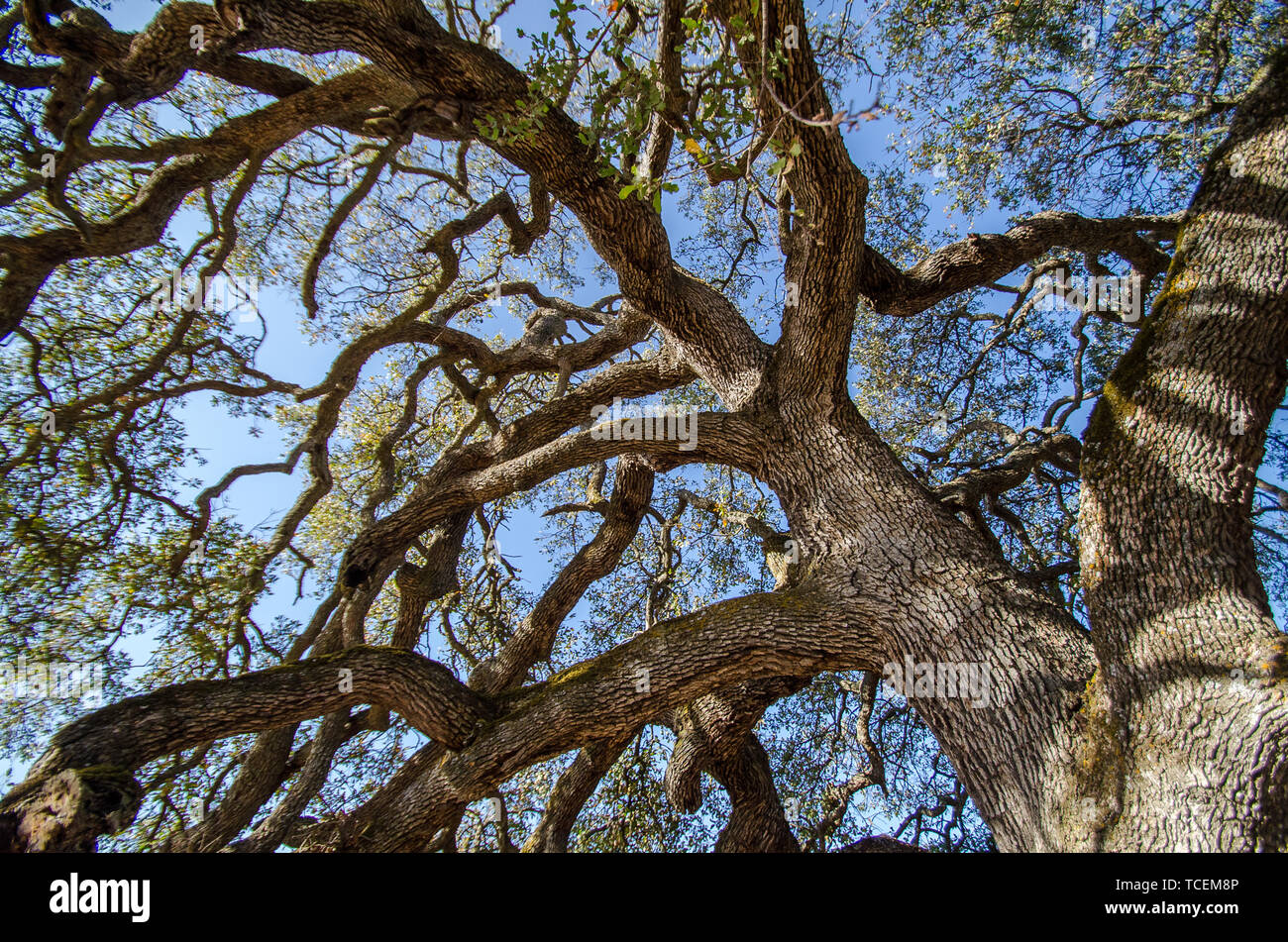 Twisting oak tree branches Stock Photo - Alamy