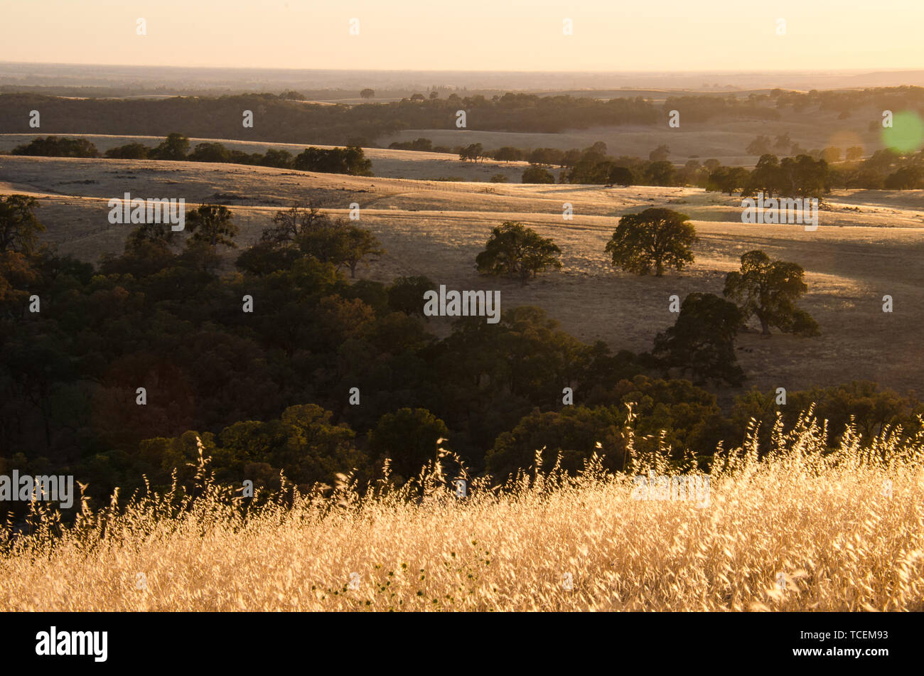 California golden hills hillside summer hi-res stock photography and ...
