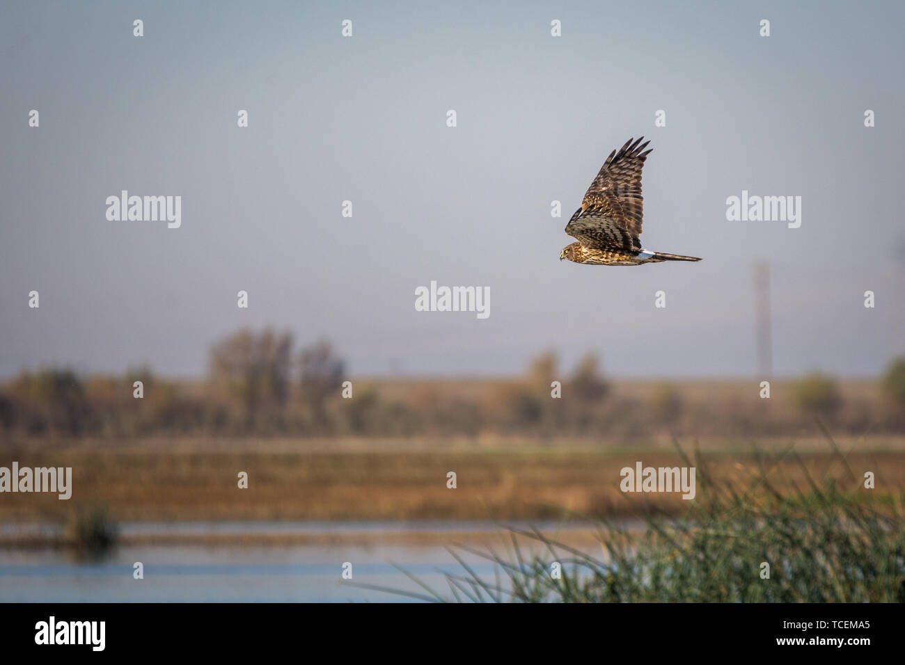 Adult female northern harrier hawk in mid flight Stock Photo - Alamy