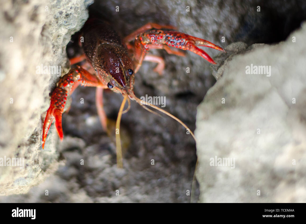 Crayfish crawdad with arms wide open Stock Photo - Alamy