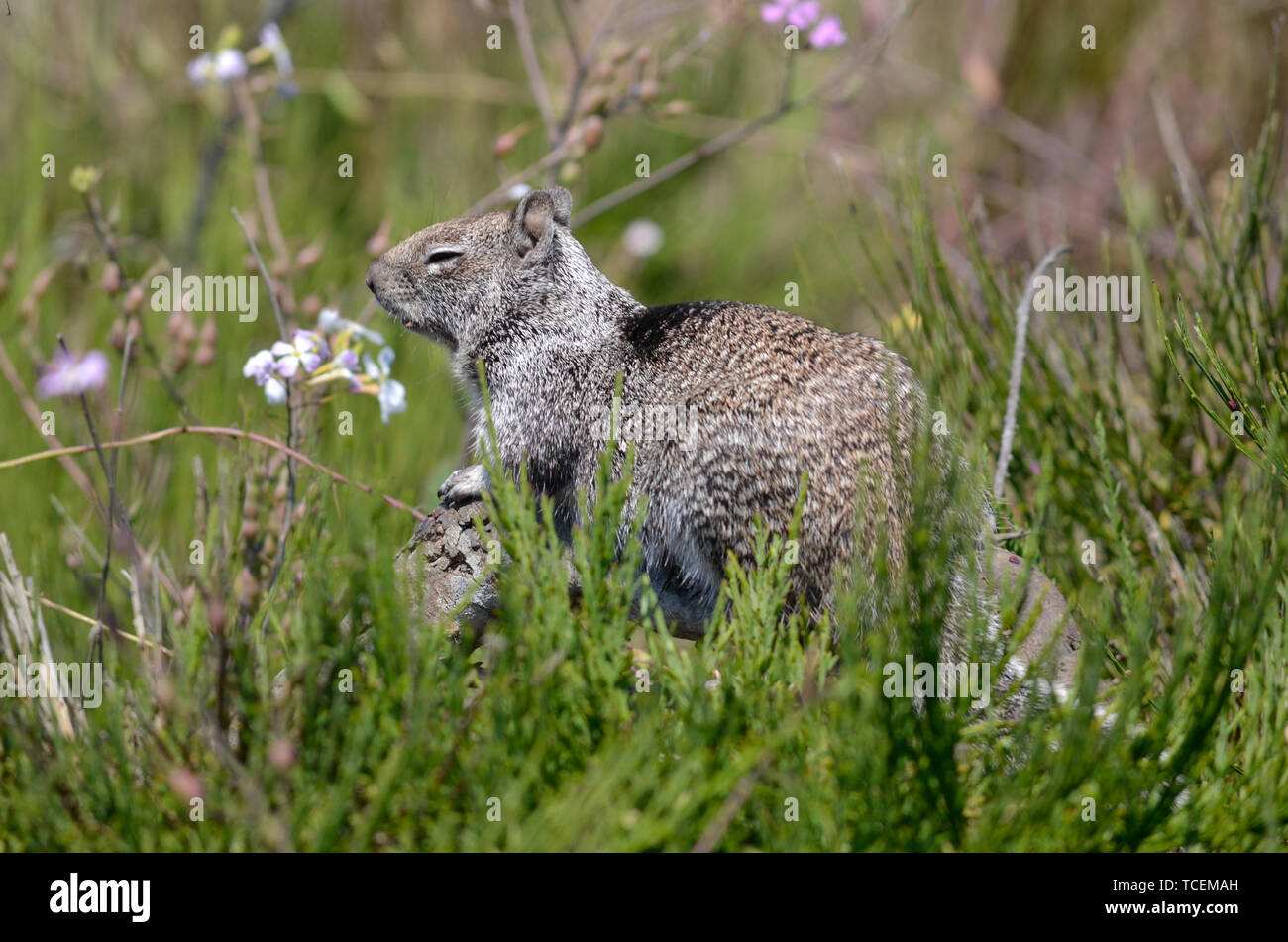 Fat large ground squirrel sleeping on a wood branch just above the ...
