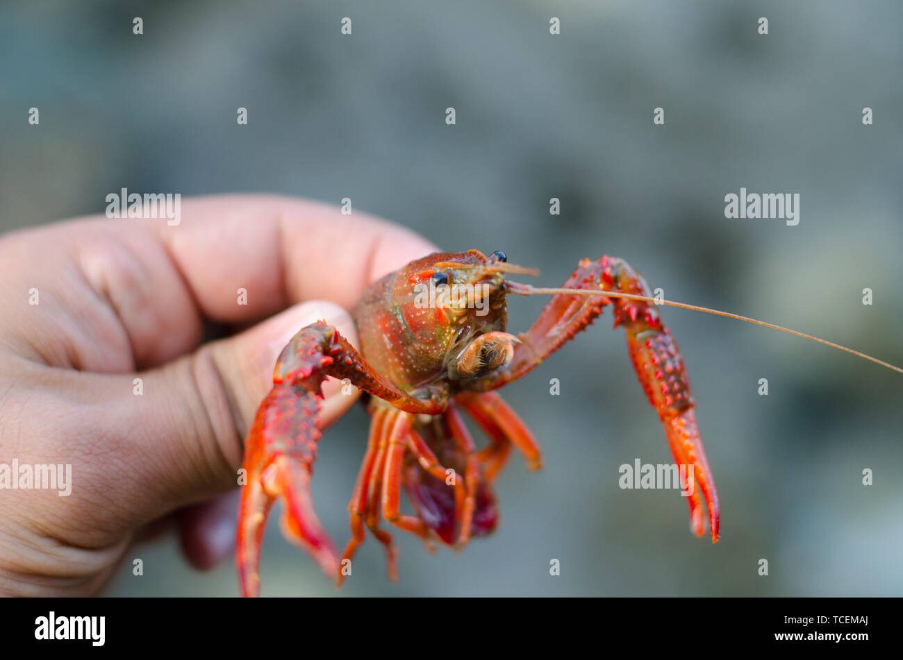 Large crayfish hi-res stock photography and images - Alamy