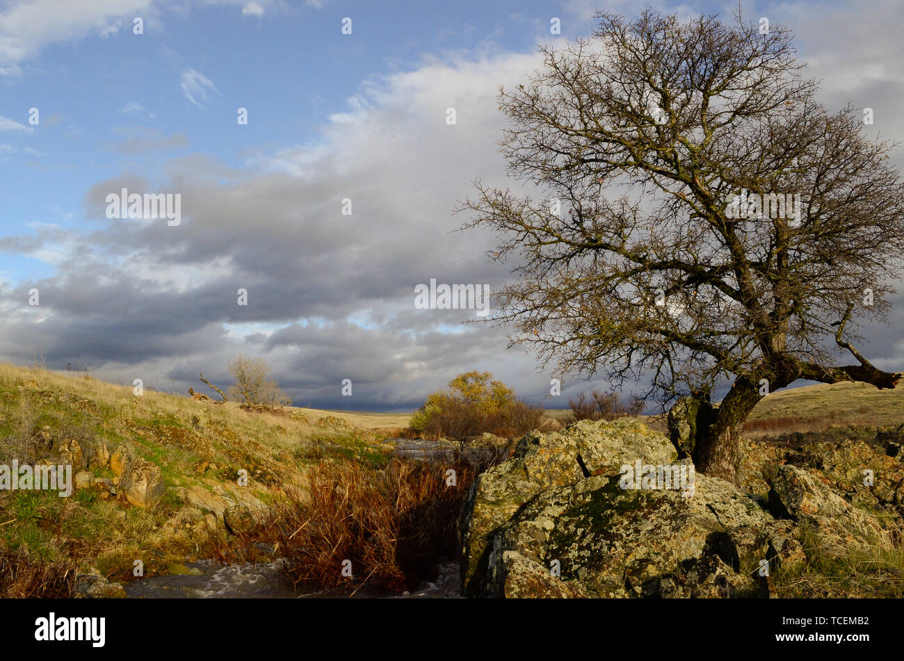 Wild oak tree growing out of rocks creek blue cloud sky Stock Photo - Alamy