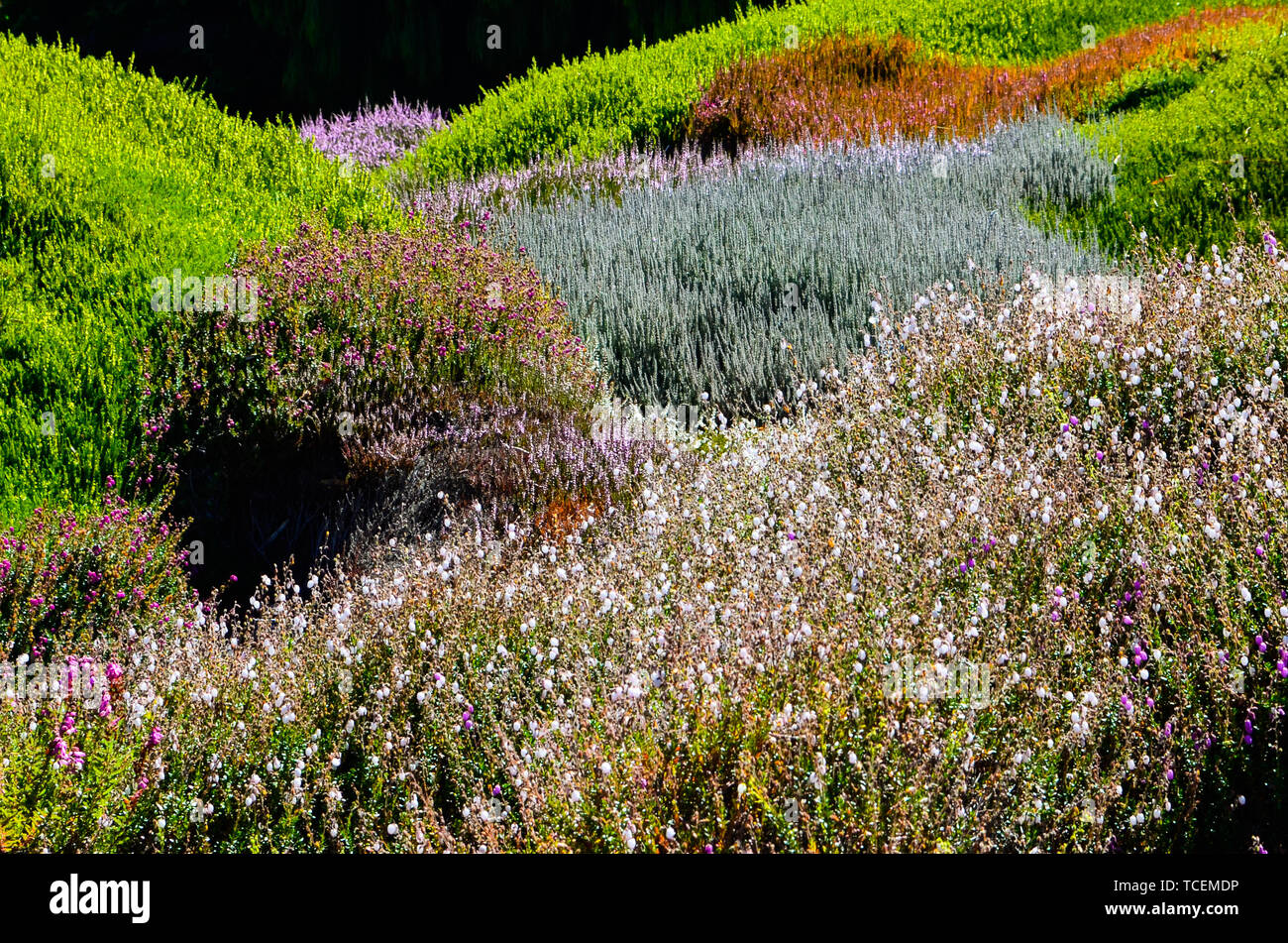 layers of flowering bushes Stock Photo - Alamy