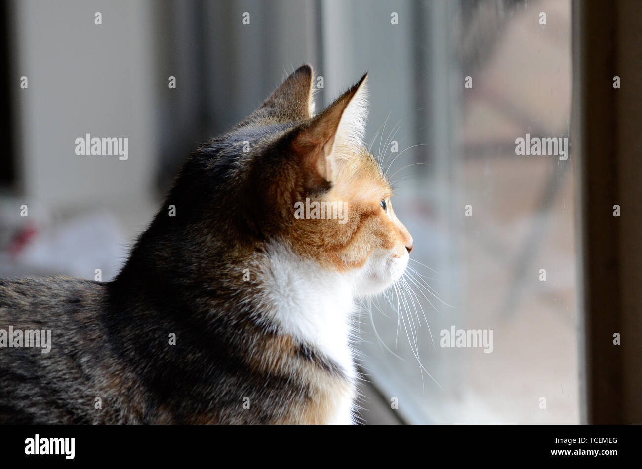 cat looking out window Stock Photo - Alamy