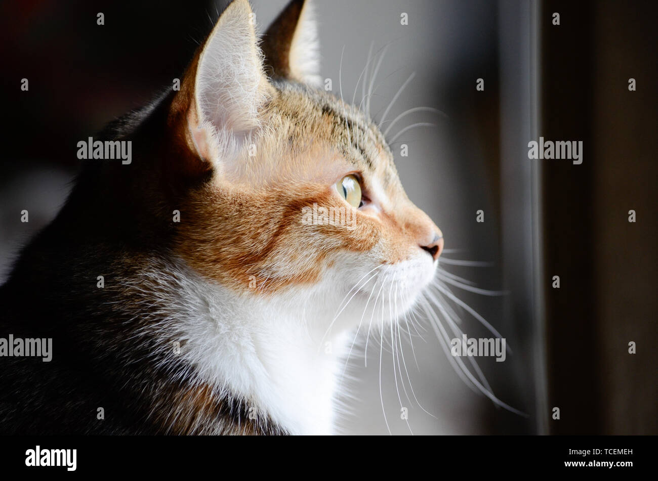 cat looking out window Stock Photo - Alamy