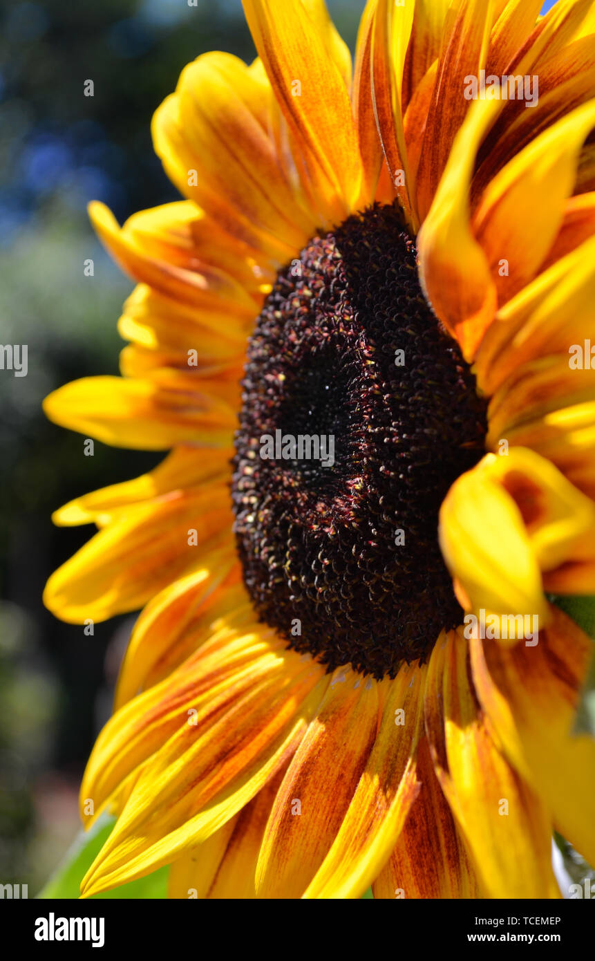 sunflower in bloom Stock Photo - Alamy