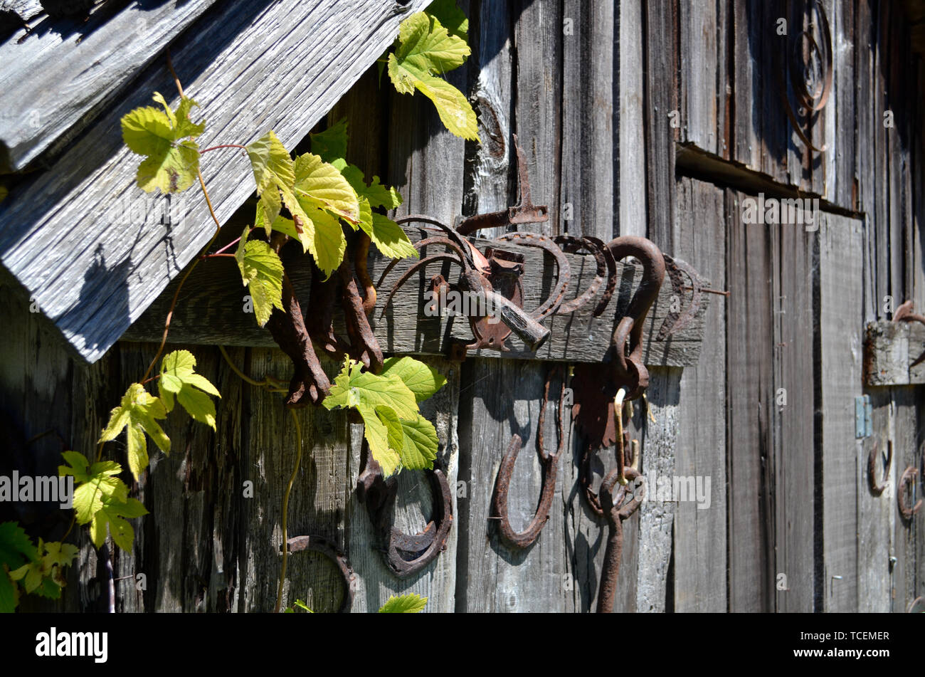 barn with vine growing on it Stock Photo - Alamy