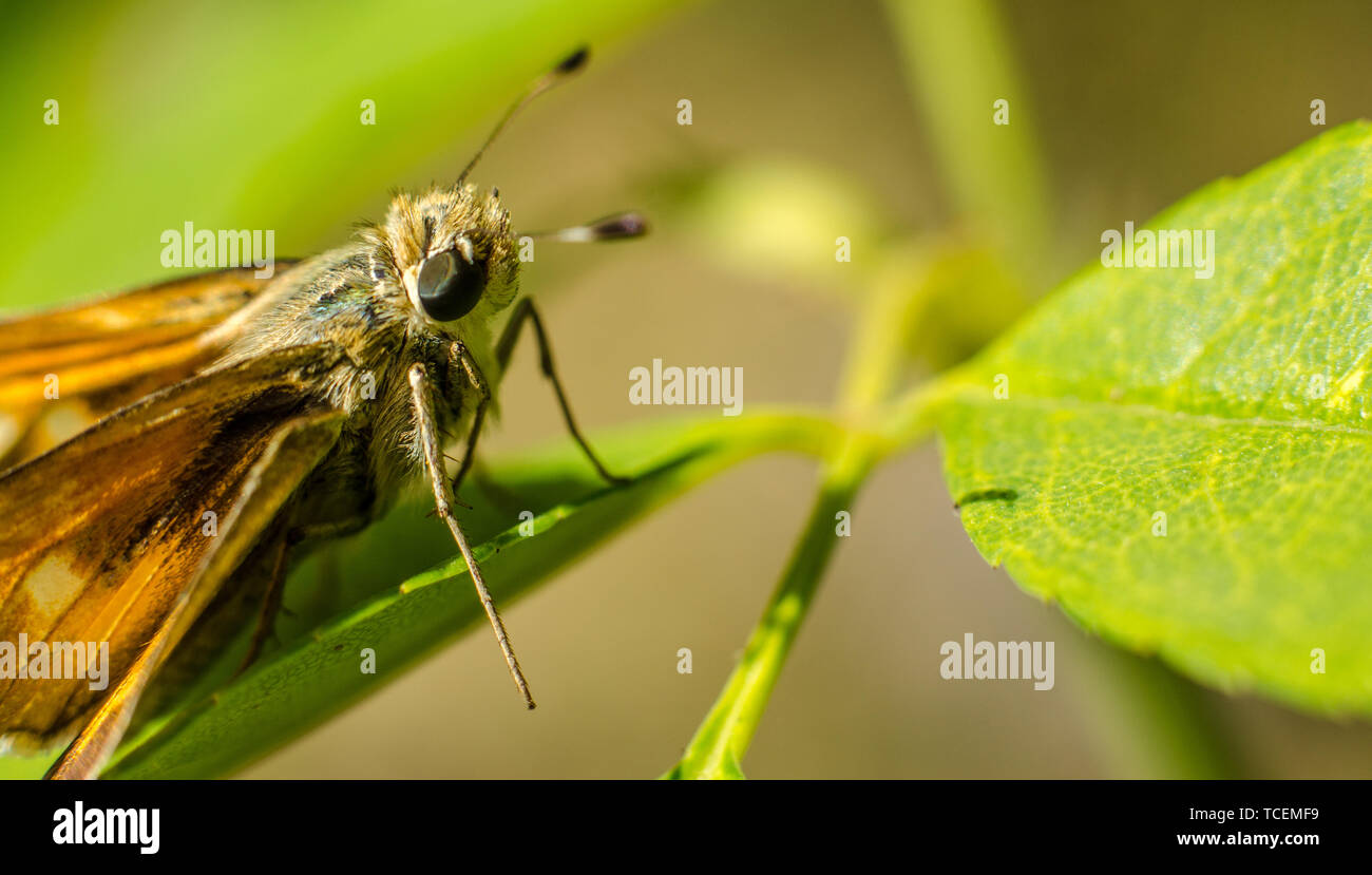Walking on the leaf hi-res stock photography and images - Alamy
