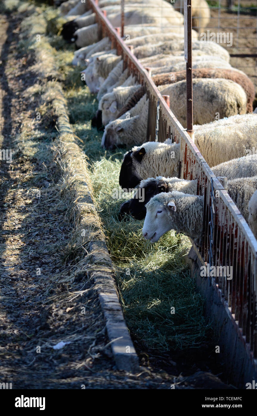 Troth hi-res stock photography and images - Alamy