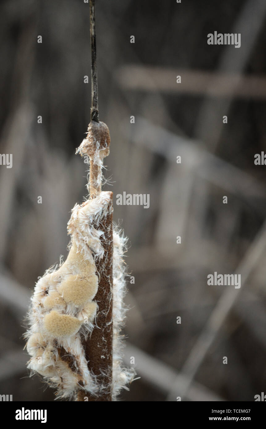 Seeds falling hi-res stock photography and images - Alamy