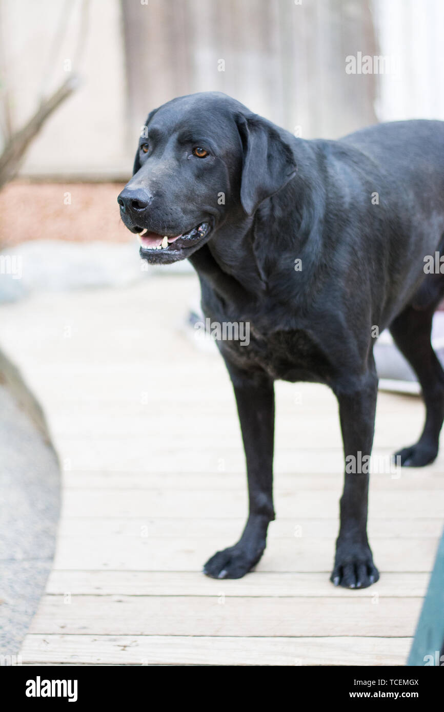 male black labrador standing Stock Photo - Alamy
