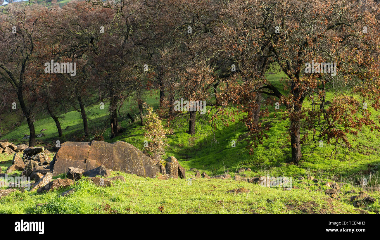 Oak treeline landscape with boulder and green grass Stock Photo - Alamy