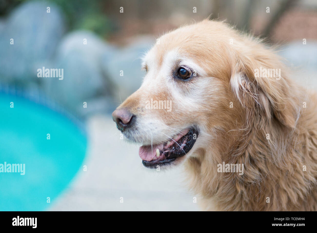 Golden retriever dog smiling hi-res stock photography and images - Alamy