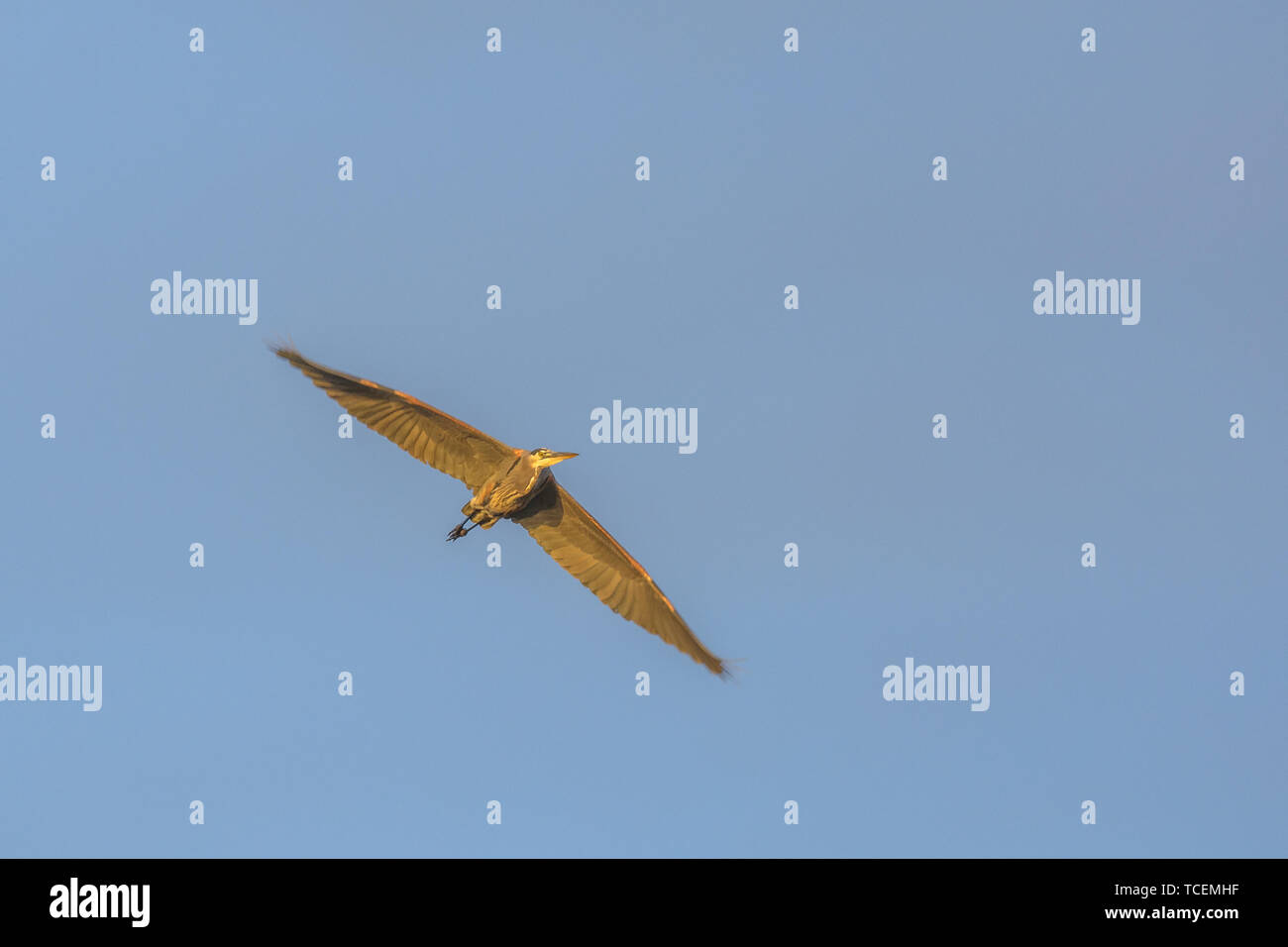 View of big birds with long wings in moment of flight in blue sky Stock ...