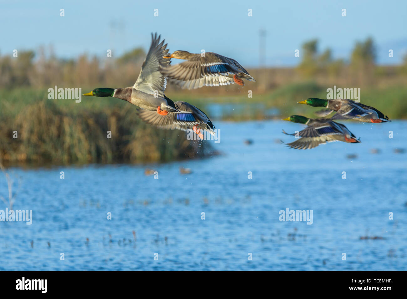 Side view of beautiful colorful drakes and ducks taking off from water ...