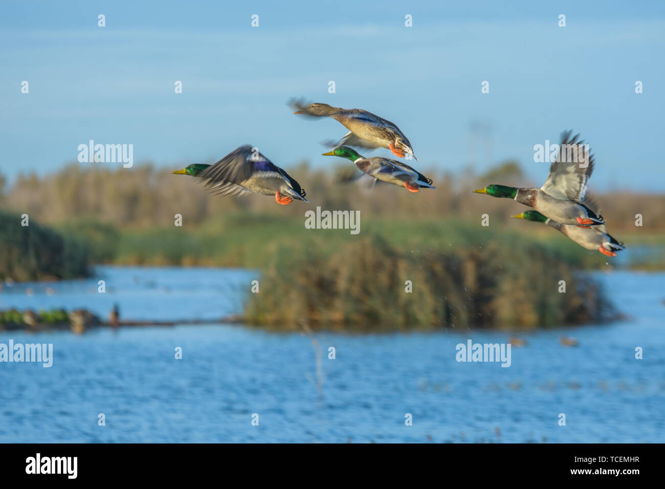 View of drakes with green heads and duck flying in flock above blue ...
