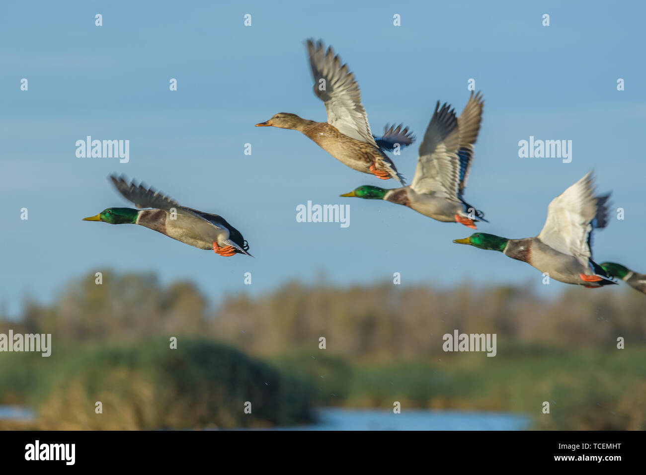 Side view of colorful duck and drakes in motion of flight above ground ...